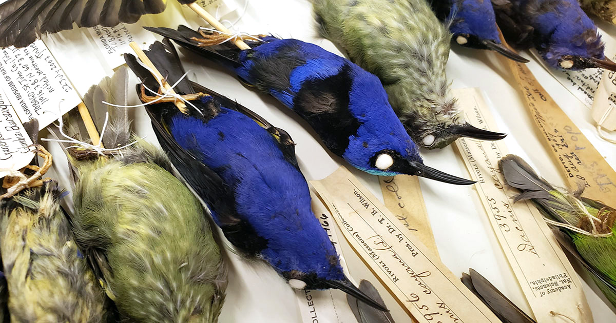 Gallery of Southeastern U.S. Birds – Ornithology Collection