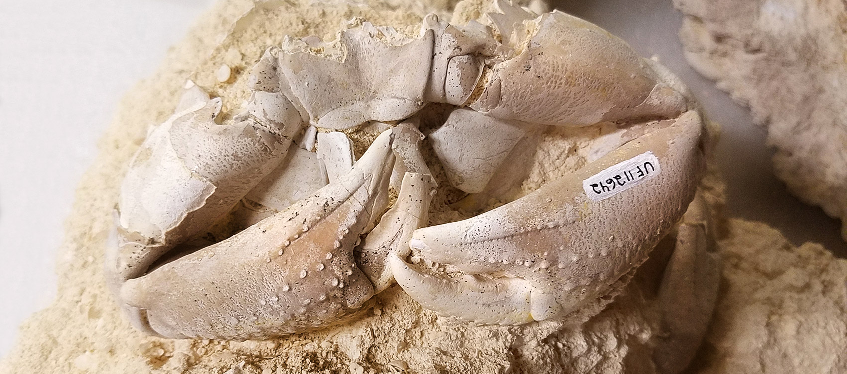 Invertebrate Paleontology – Florida Museum of Natural History