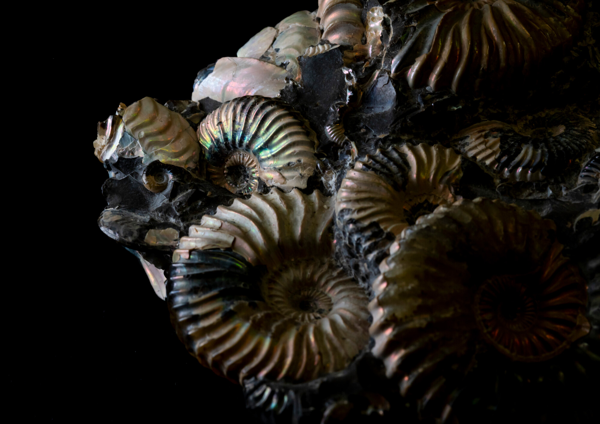 Support the Collection – Invertebrate Paleontology