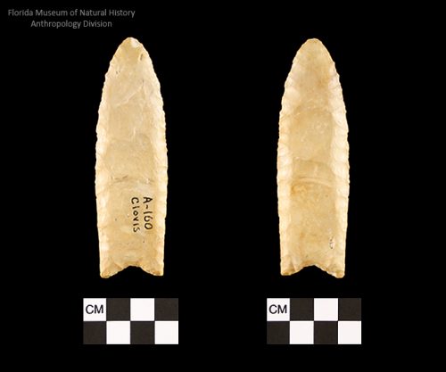 Clovis – Florida Archaeology & Bioarchaeology