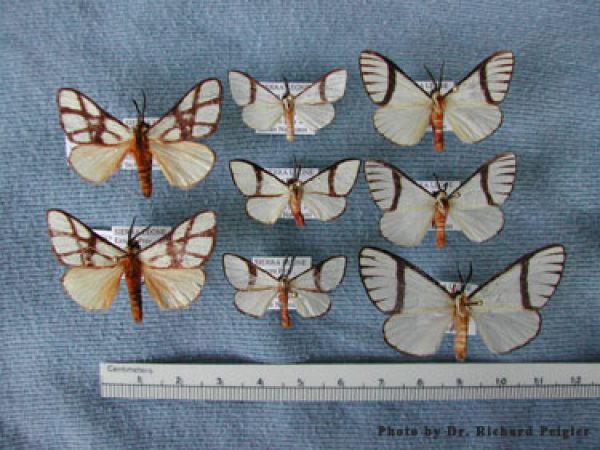 Wild Silks Collection – McGuire Center