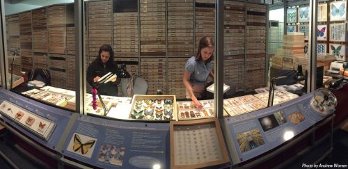 Collection Overview – McGuire Center