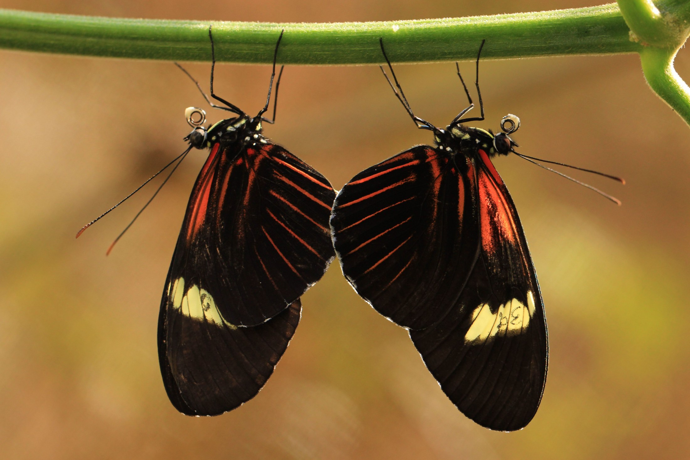 Events for Tuesday, November 16, 2021 – McGuire Center