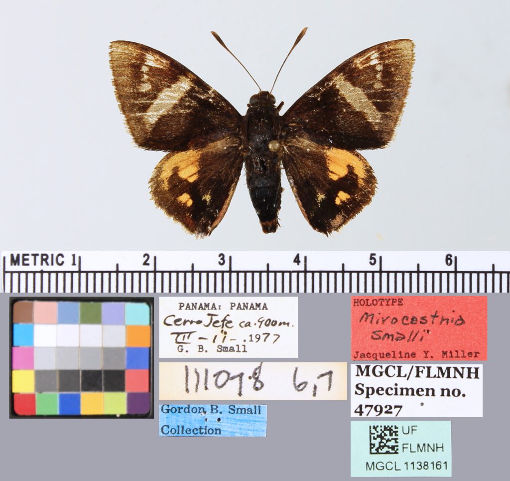 “Butterfly Moths” – McGuire Center