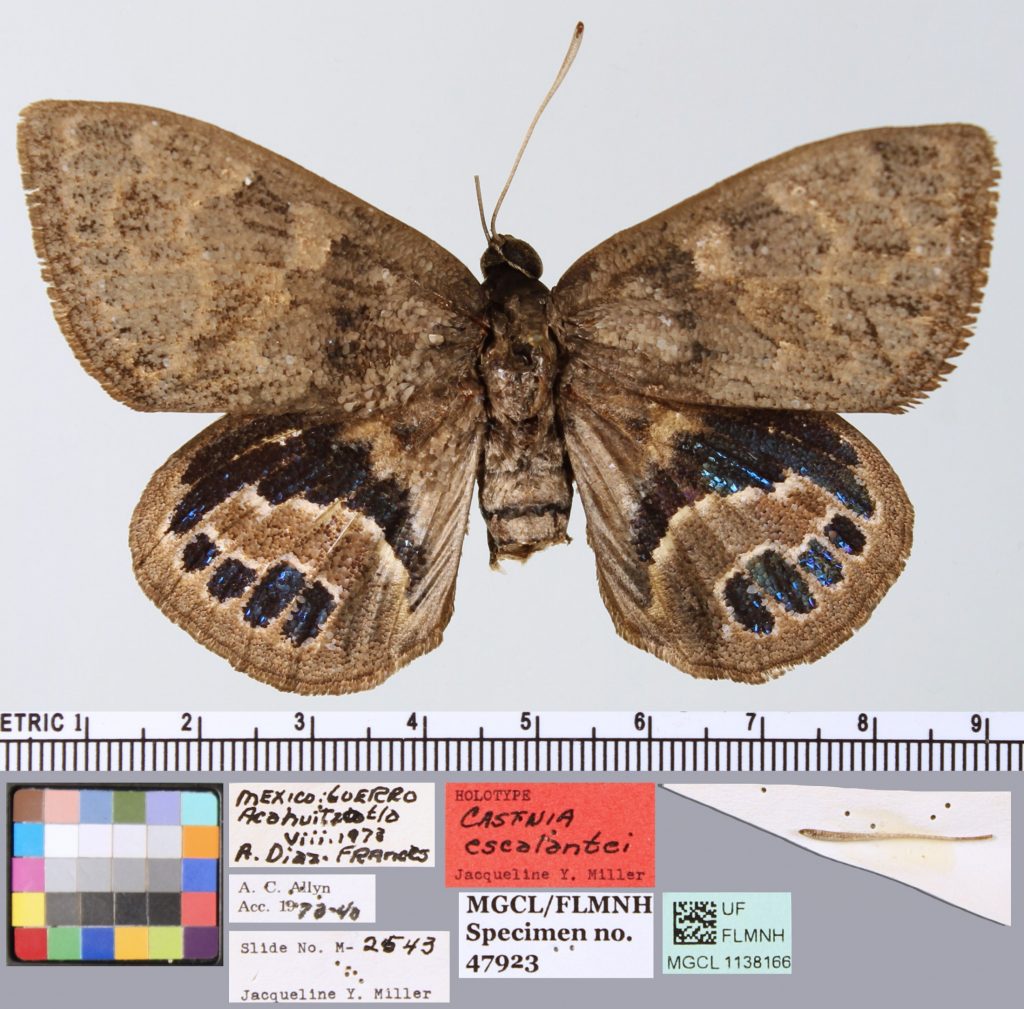 “Butterfly Moths” – McGuire Center