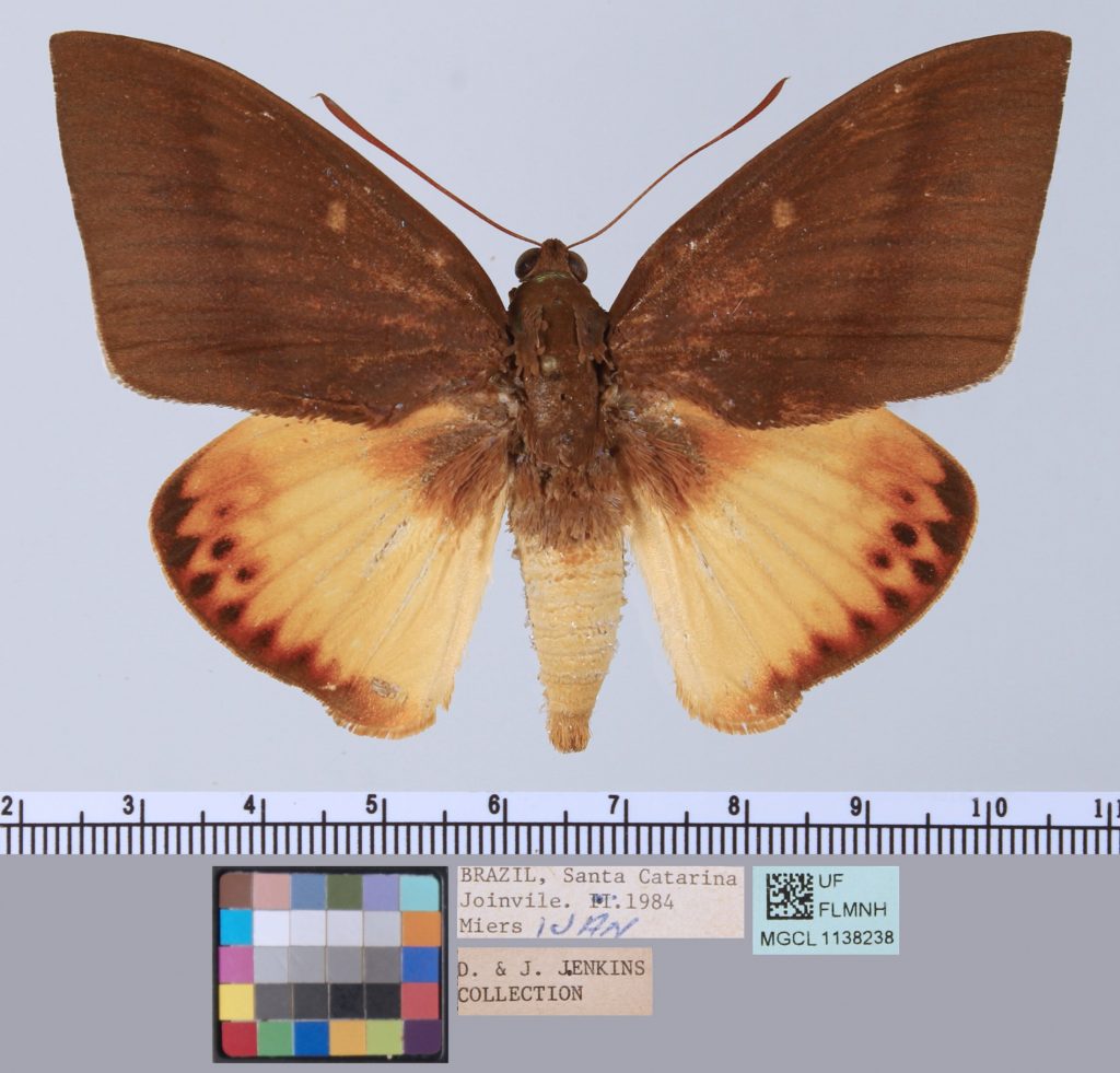 “Butterfly Moths” – McGuire Center