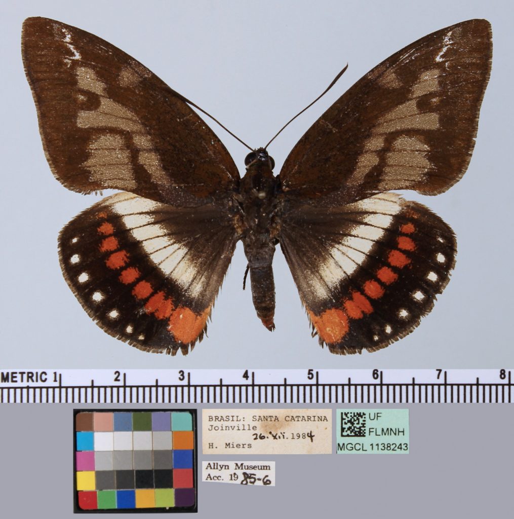 “Butterfly Moths” – McGuire Center