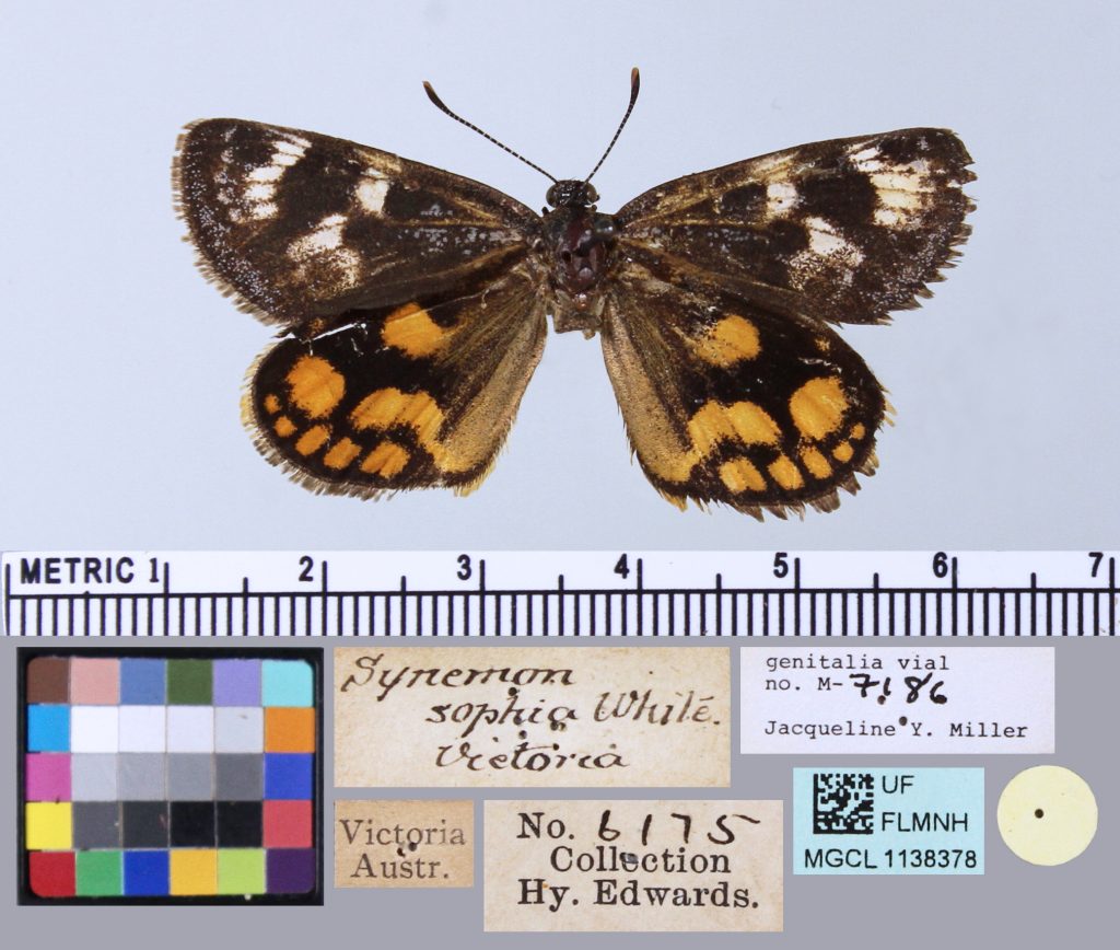 “Butterfly Moths” – McGuire Center