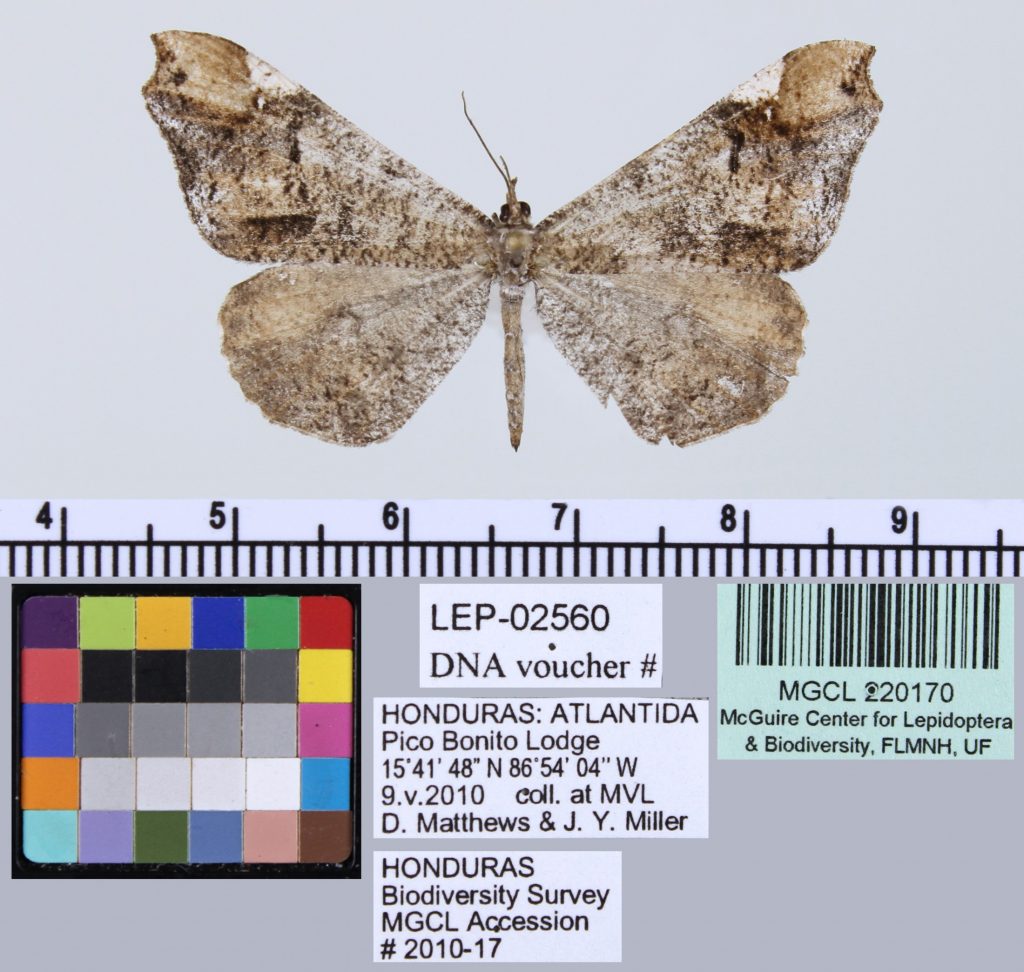 American Moth-butterflies – McGuire Center