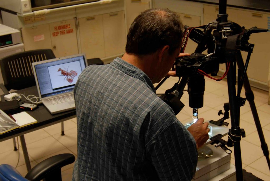 Visiting Artist: David Liittschwager – Invertebrate Zoology