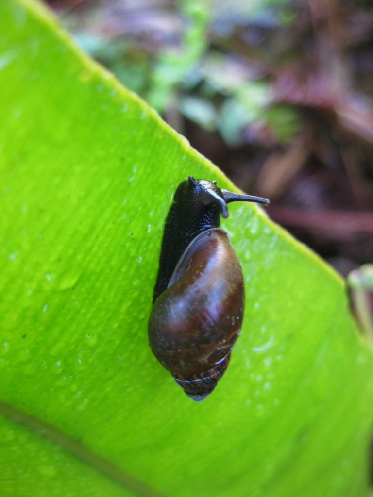 Will climb mountains for land snails – Invertebrate Zoology