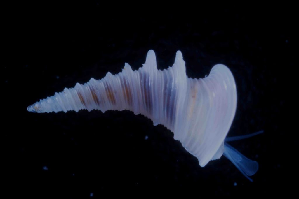 Vacuuming the Reef – Invertebrate Zoology