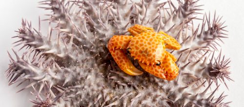 Invertebrate Zoology – Florida Museum of Natural History