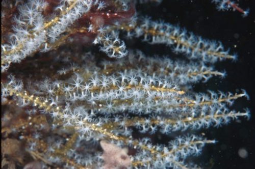 Octocorallia – Invertebrate Zoology