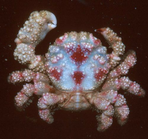 Xanthidae – Invertebrate Zoology