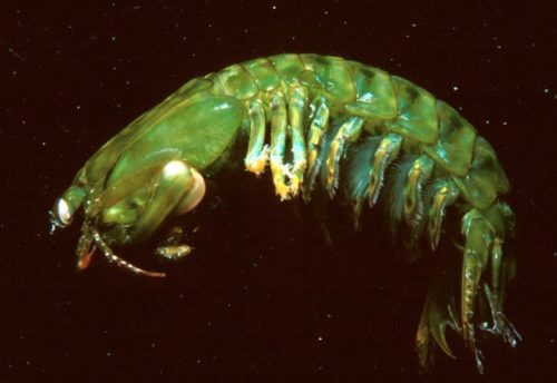 Stomatopoda – Invertebrate Zoology