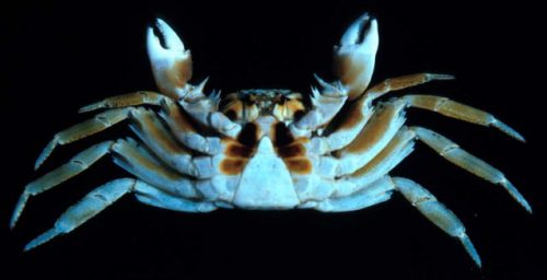 Home – Invertebrate Zoology