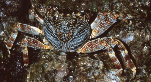 Home – Invertebrate Zoology