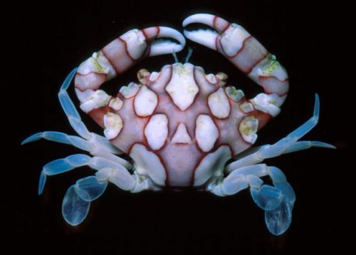 Portunidae – Invertebrate Zoology