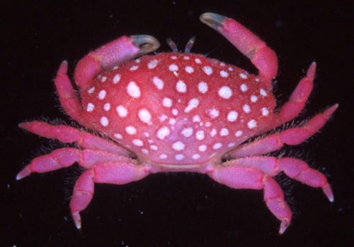 Marine Biodiversity Survey of Guam and the Marianas – Invertebrate Zoology