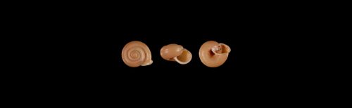 Chloritis tenebrica – Invertebrate Zoology