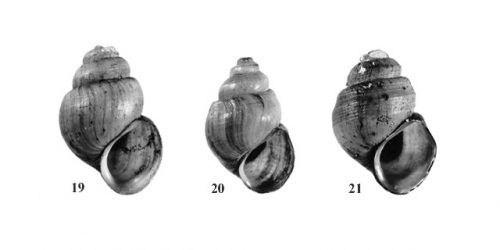 Freshwater Snails of Florida ID Guide – Invertebrate Zoology