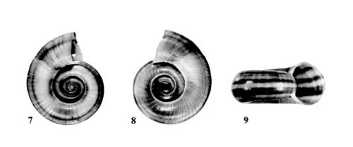 Freshwater Snails of Florida ID Guide – Invertebrate Zoology