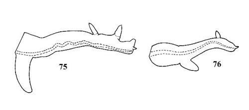 Freshwater Snails of Florida ID Guide – Invertebrate Zoology