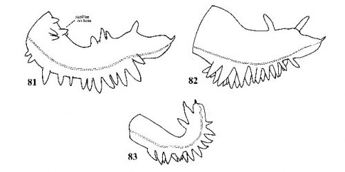 Freshwater Snails of Florida ID Guide – Invertebrate Zoology