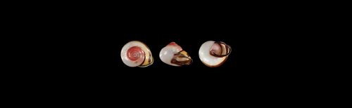 Genus: Rhynchotrochus – Invertebrate Zoology