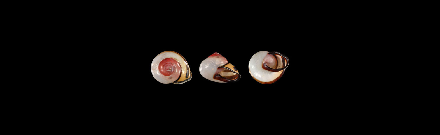 Genus: Rhynchotrochus – Invertebrate Zoology