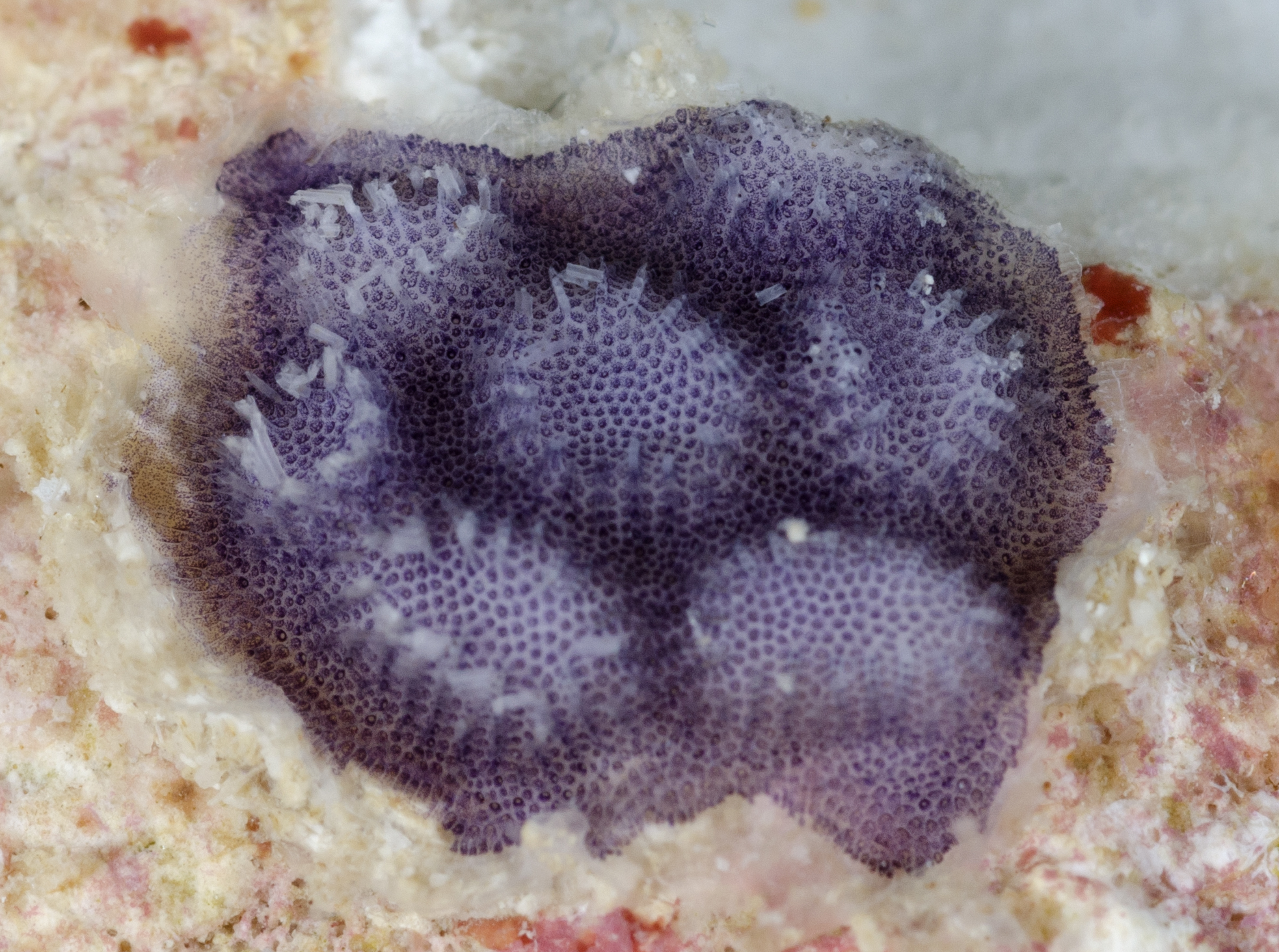 Rewind: Hawaii Bioblitz 2017 – Invertebrate Zoology