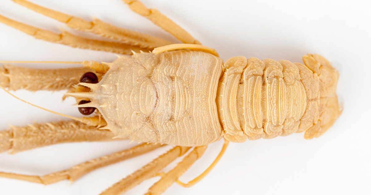 Discover Invertebrates – Invertebrate Zoology