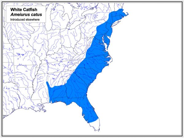 White Catfish – Ichthyology