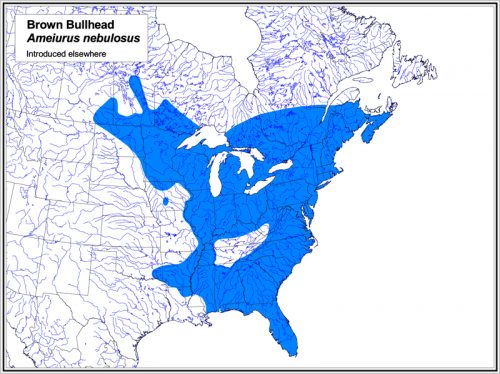 Brown Bullhead – Ichthyology