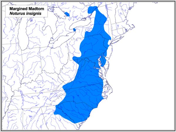 Margined Madtom – Ichthyology