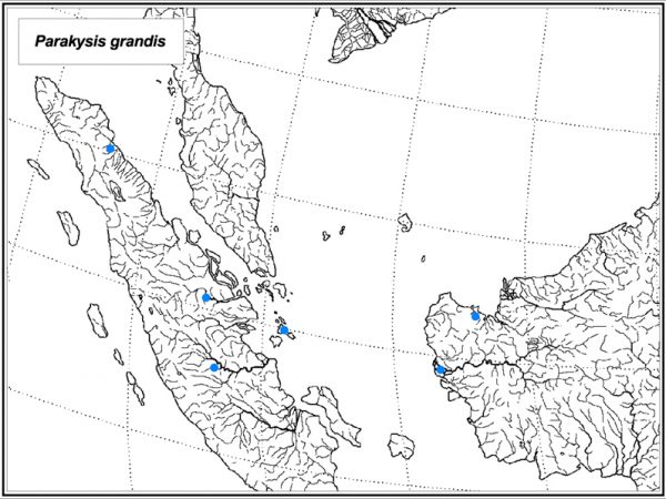 Parakysis grandis – Ichthyology
