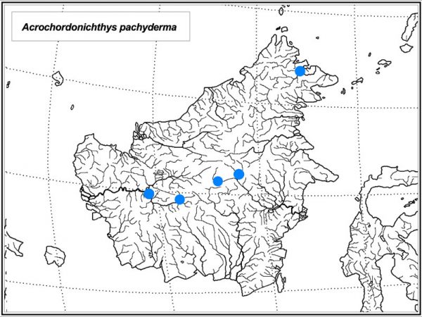 Acrochordonichthys pachyderma – Ichthyology