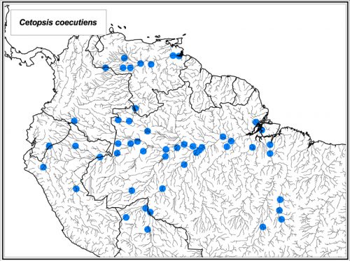 Cetopsis coecutiens – Ichthyology