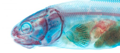 Ichthyology – Florida Museum of Natural History