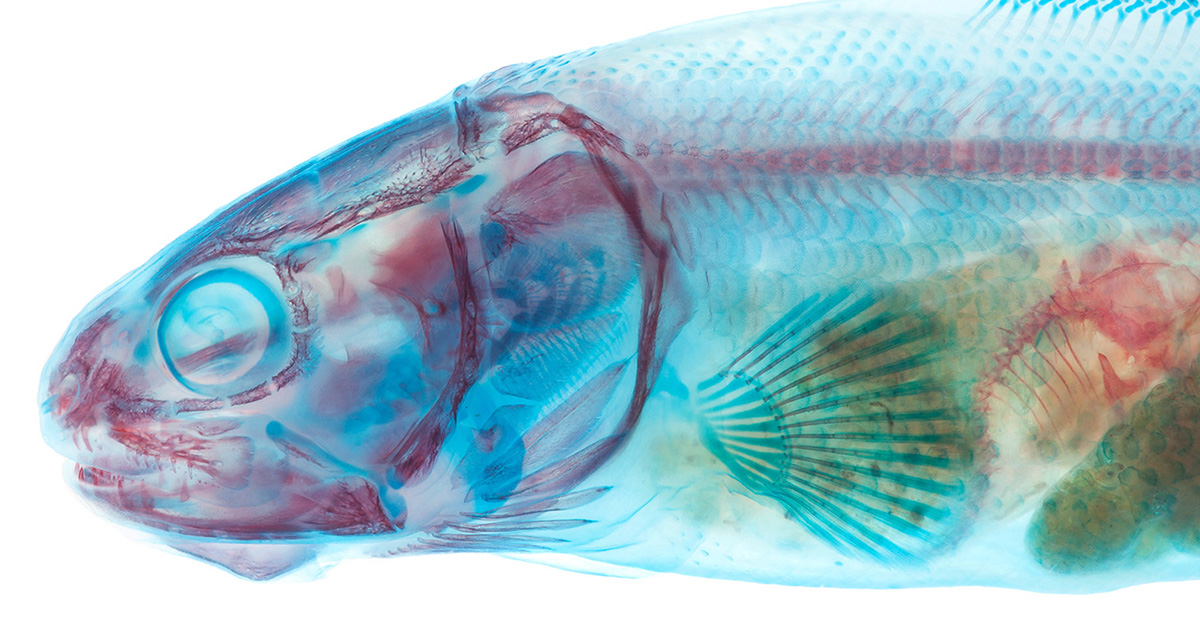 White Catfish – Ichthyology