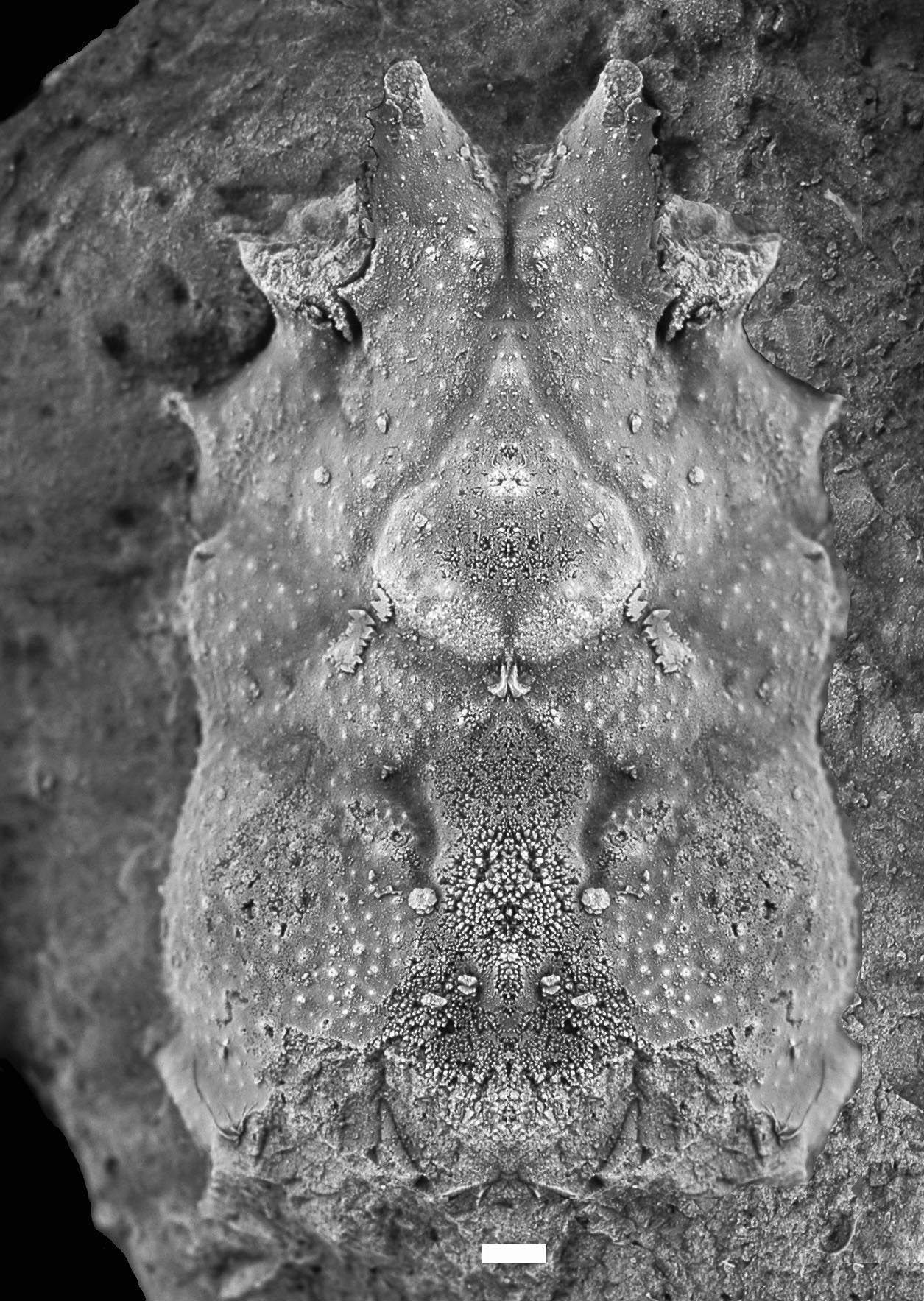 02_Cretamaja granulata – Pressroom