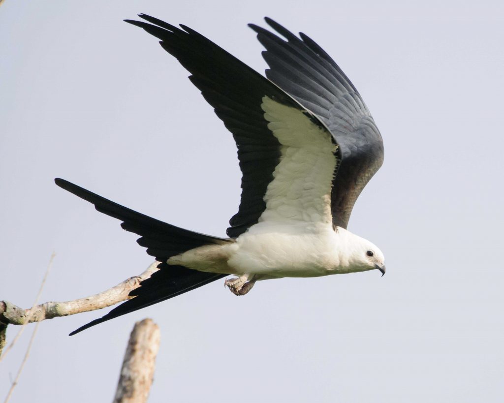 Swallow-tailed Kite exhibit opens Oct. 12 – Pressroom
