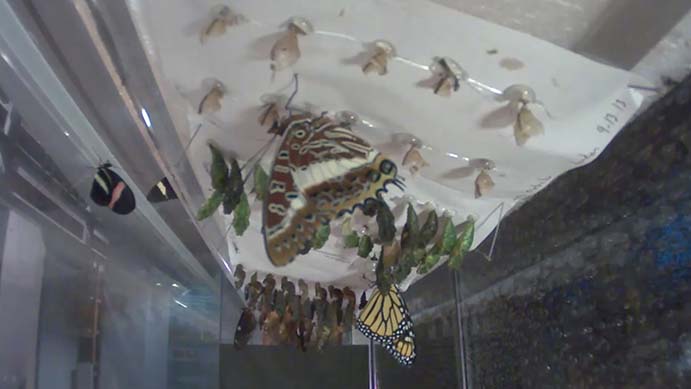 Three streaming webcams added to Butterfly Rainforest – Pressroom