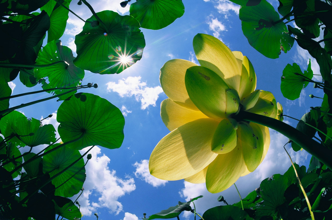 ‘La Florida’ exhibit featuring state’s native wildflowers opens April ...