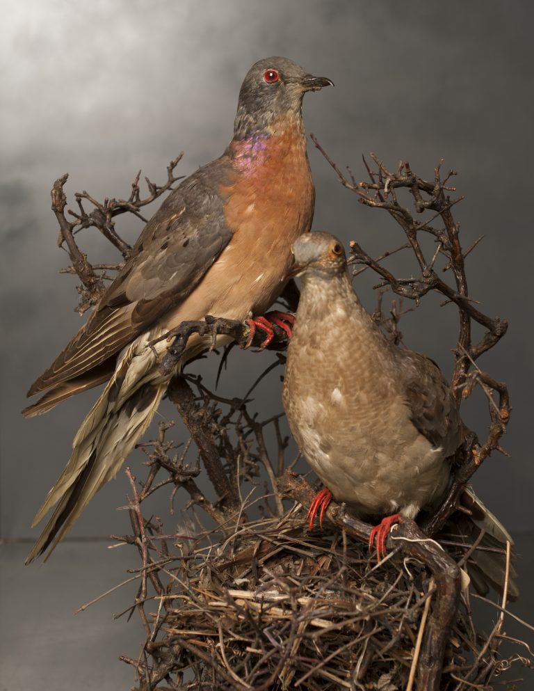 New exhibit marks 100-year anniversary of Passenger Pigeon extinction ...