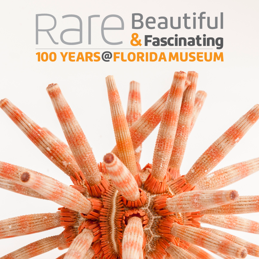 Rare, Beautiful & Fascinating: 100 Years @FloridaMuseum – Pressroom