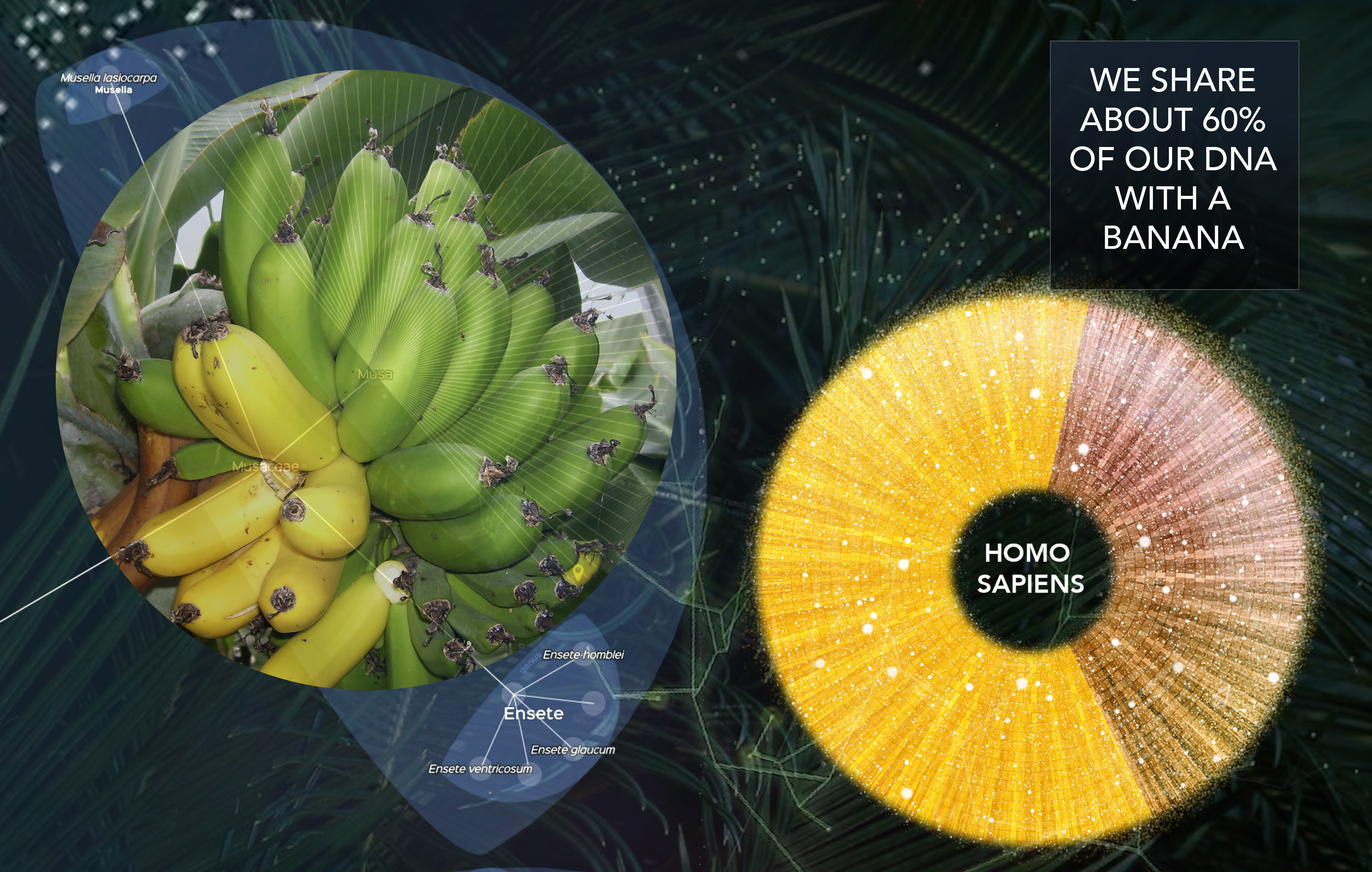 ‘Tree of Life’ events celebrate Earth’s biodiversity with digital art ...