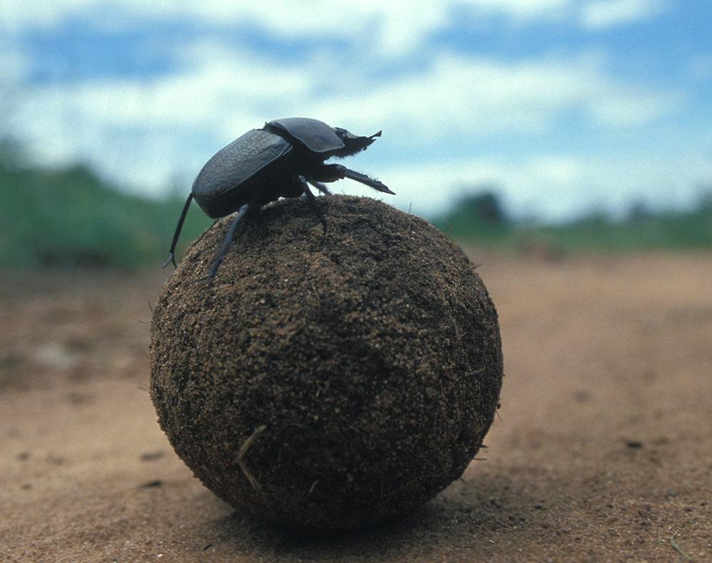 Dung Beetle Poop Ball Dung Beetle Wildlife Den South African And