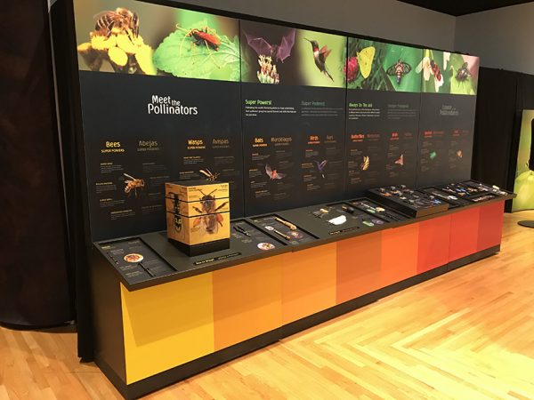 ‘Amazing Pollinators’ exhibit to open Jan. 25, 2020 – Pressroom